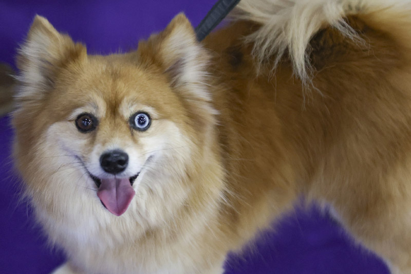 Call it the Dog Bowl. Westminster show’s canine athletes get their ...